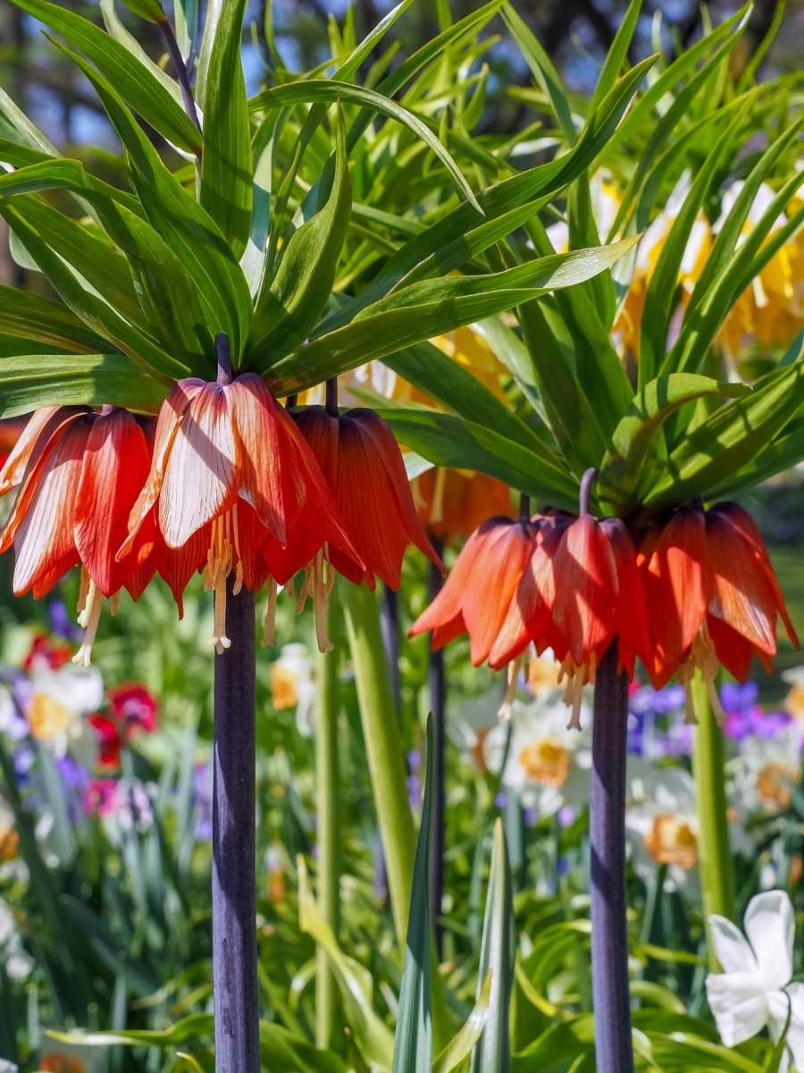 Exotic Fritillaria Bulbs | Spring Flowering Collection | 20% Off Bulbs ...