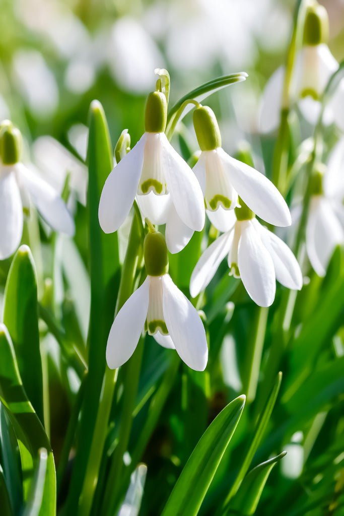 Snowdrop Bulbs for Autumn Planting | Harding & Bloom