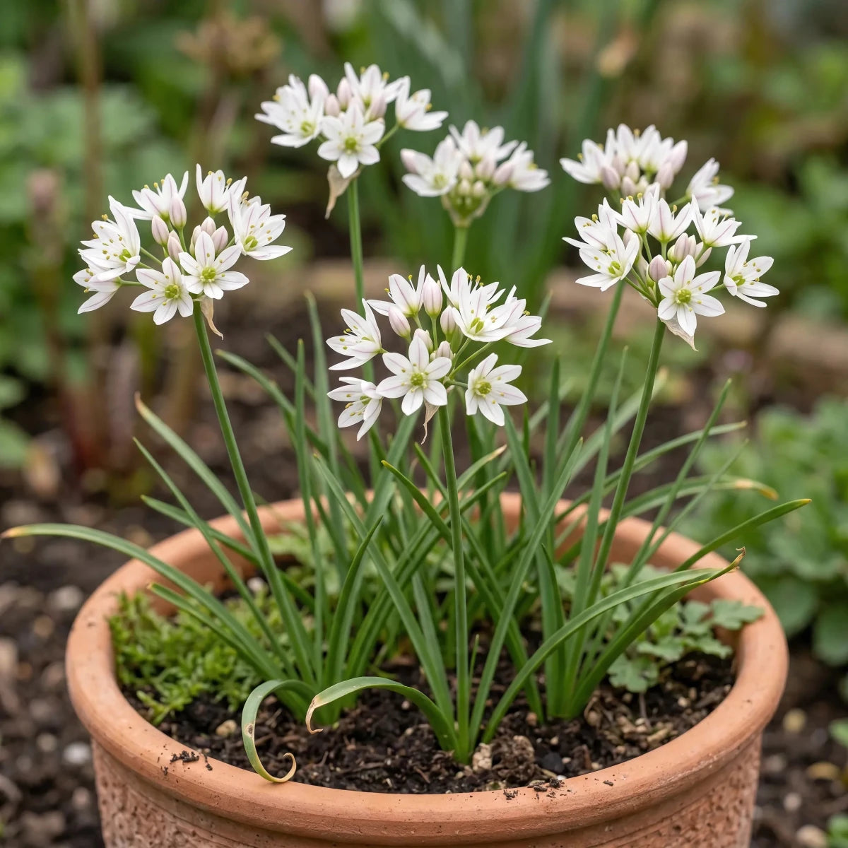 Allium Cowanii ) Bulbs | White Alliums – Harding & Bloom