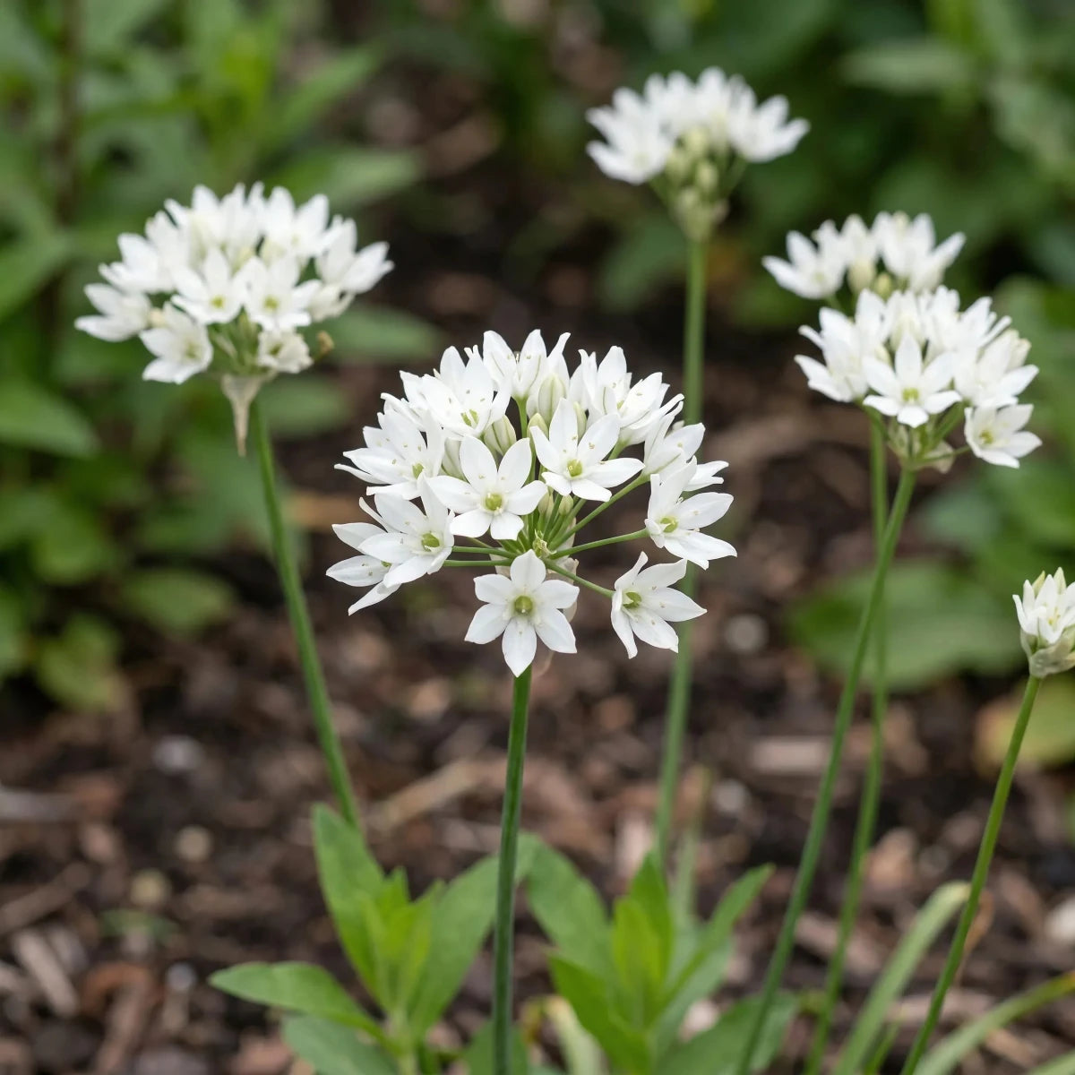 Triteleia Hyacinthina Bulbs | Cut Flower Bulbs – Harding & Bloom