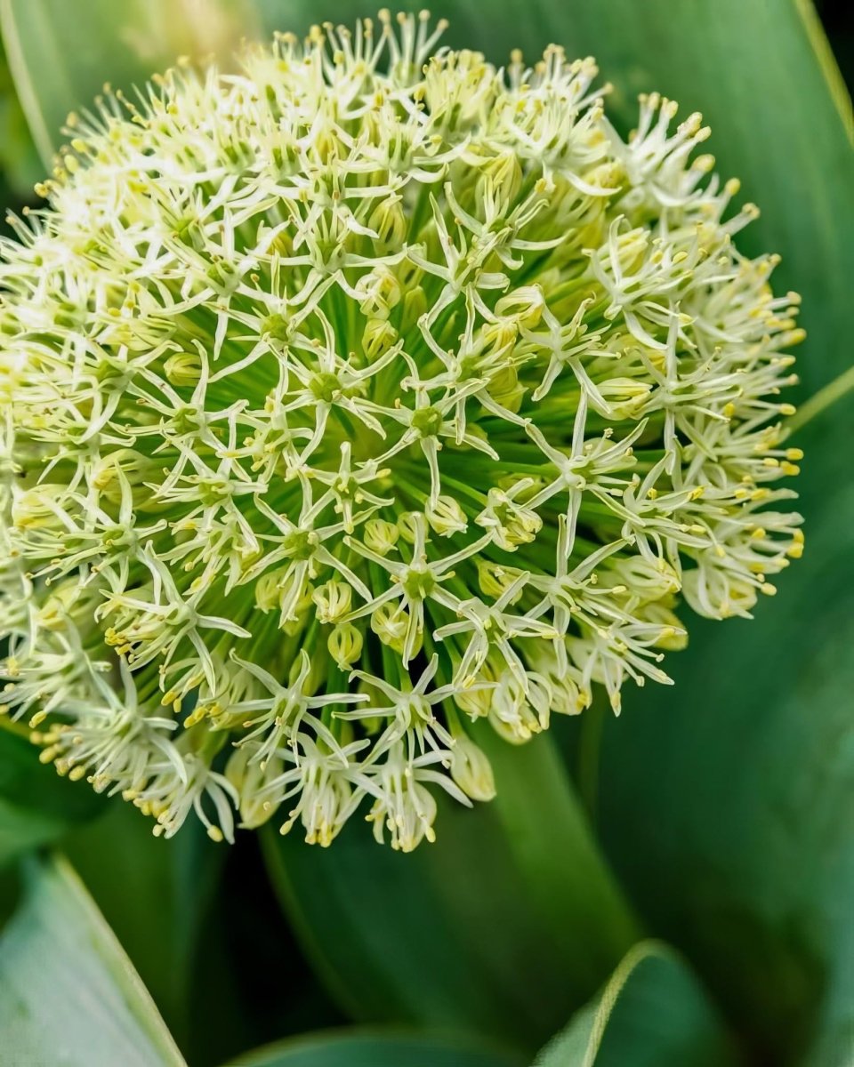 Buy Allium 'Ivory Queen' | White Dwarf Bulbs with Grey Leaves | Sale Up ...