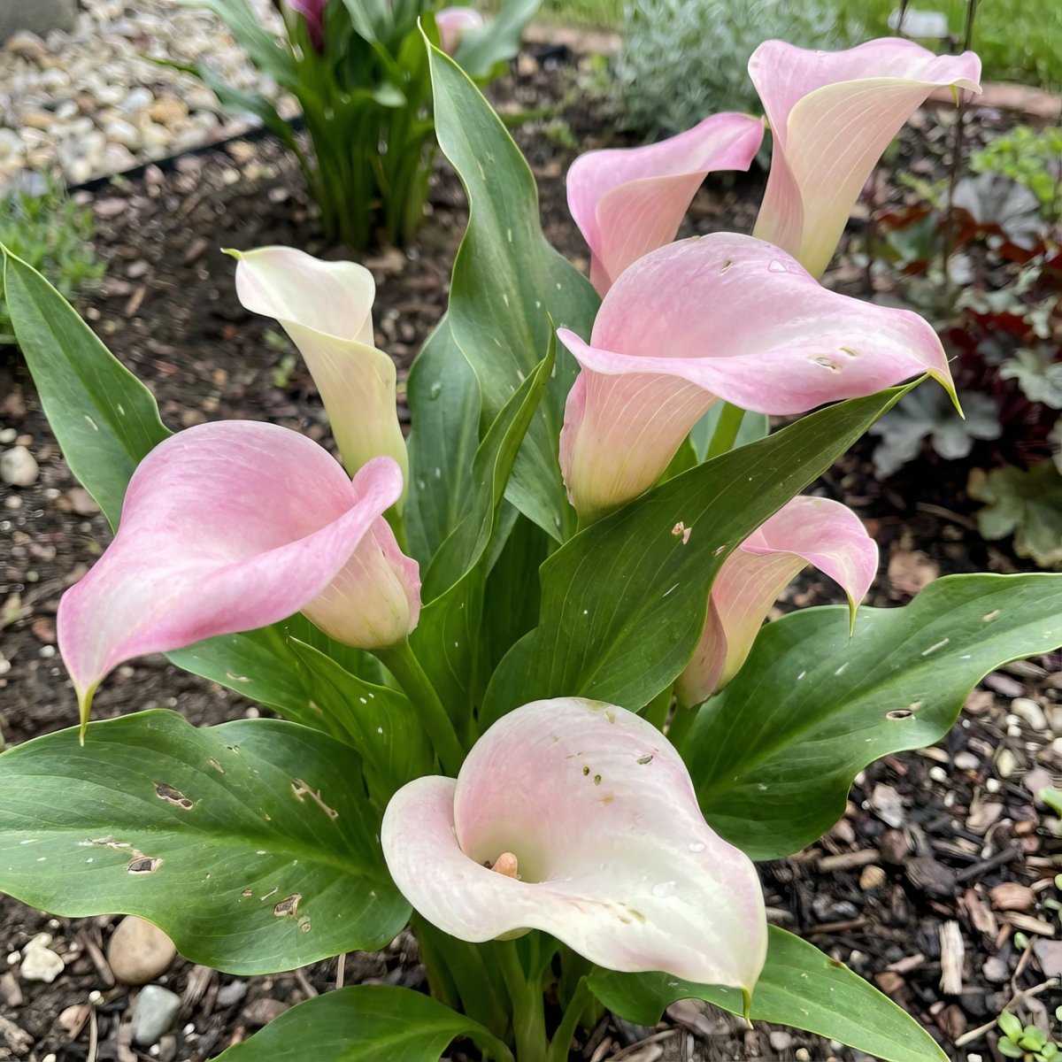 Calla Lily 'Strawberry Blush' Bulbs – Soft Pink Zantedeschia – UK ...