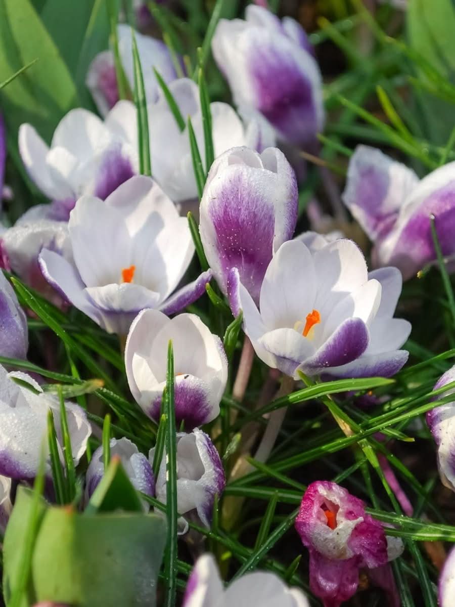 Buy Crocus 'Ruby Giant' | Deep Ruby-Purple Crocus Bulbs | Sale Up to 50 ...