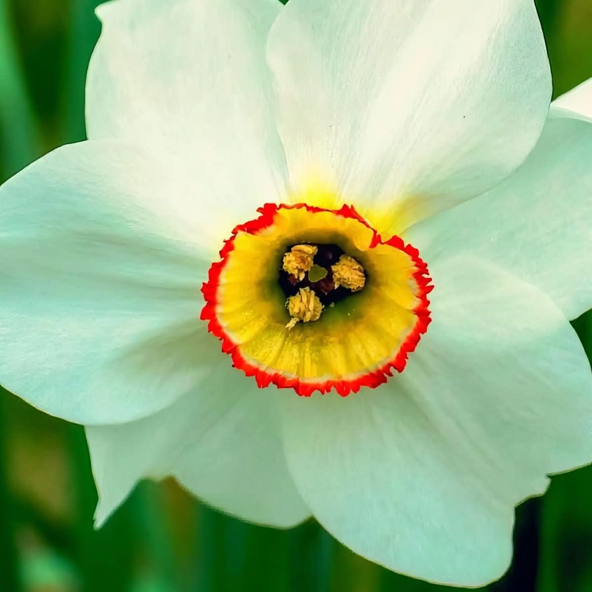 Buy Narcissus 'Pheasant's Eye' | Fragrant White Daffodil Bulbs | Sale ...