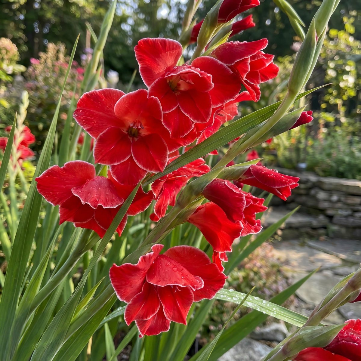 Gladiolus 'Atom' Bulbs – Red with Silver Edge – Compact & Hardy ...