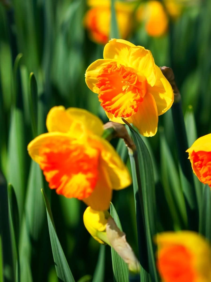 Buy Narcissus 'Sunlover' | Double Yellow & Orange Daffodil Bulbs | Sale ...