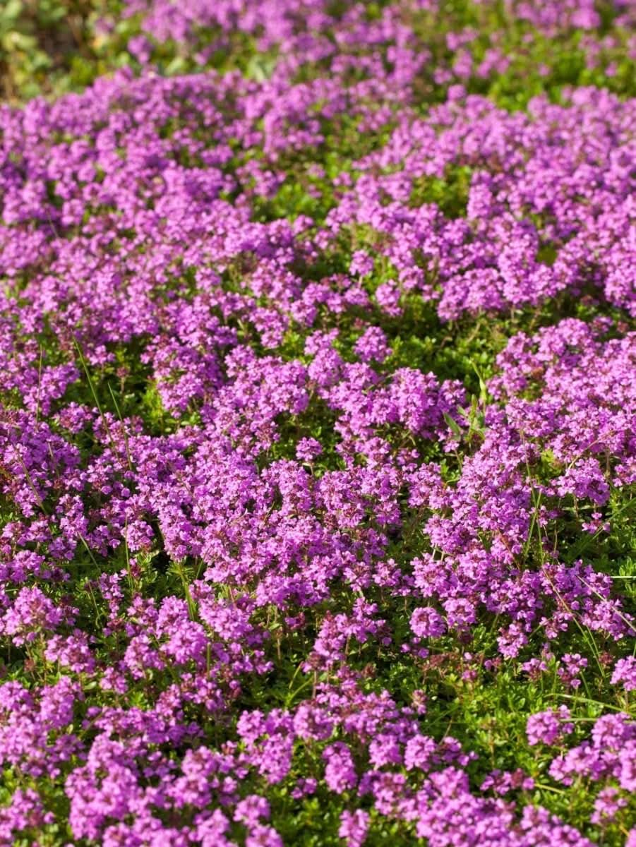 Buy Thymus 'Coccineus' | Red Creeping Thyme Plant | Sale Up to 50% Off ...